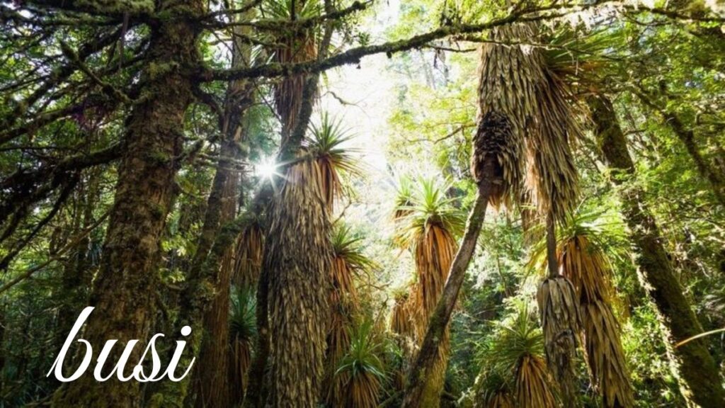 Unveiling the Rich History and Cultural Heritage of Buší - Vamonde